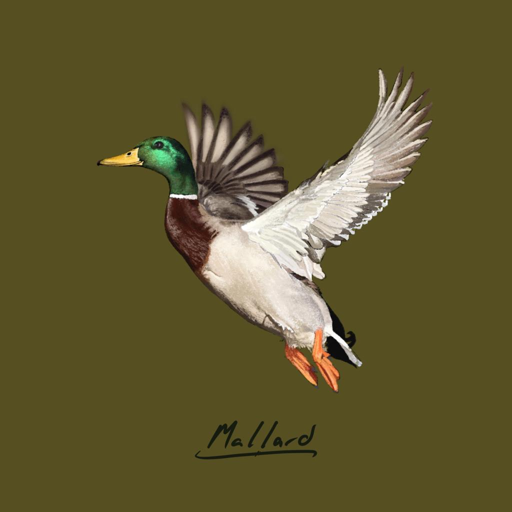 Duck Art Originals & Prints | Waterfowl & Wildlife Art – Cory James ...
